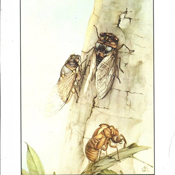 Out of Print | Art | Edward Detmold Fabres Insects The Cicada 175 X 875 ...
